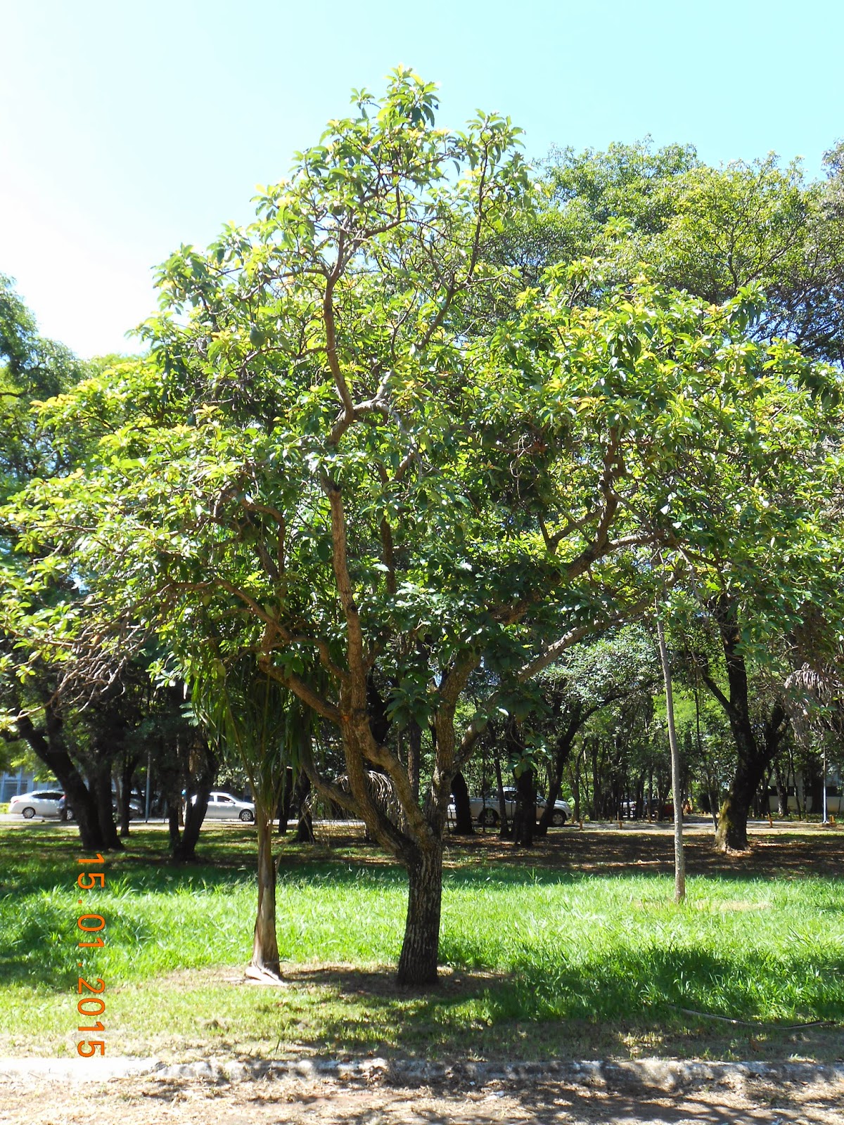 Árvores de Assis: Abacateiro