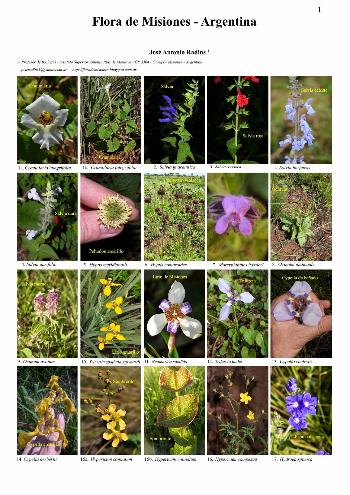 FLORA DE MISIONES Argentina: Fichas de la flora de Misiones 1 a 6