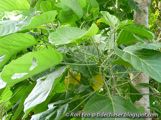 tHE tiDE cHAsER: Sensory Trail on Pulau Ubin
