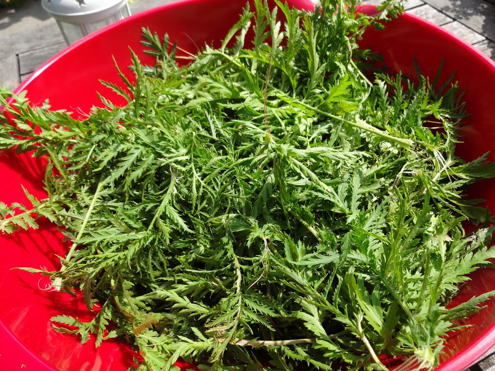 Rysteribs: Rejnfansgarnet - noget der næsten ligner grønt....