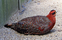 List of Indian Pheasants - Pictures | Birds of India | Bird World