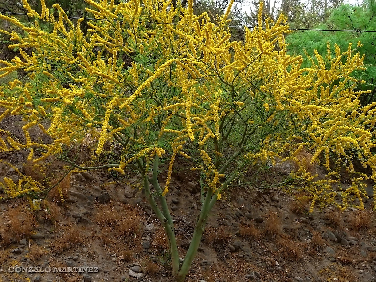 Photography-Fotografía: Fotos de Árboles y Arbustos- Pictures of Trees ...
