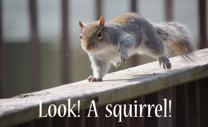 The View from Squirrel Ridge: October Scenes and Memes