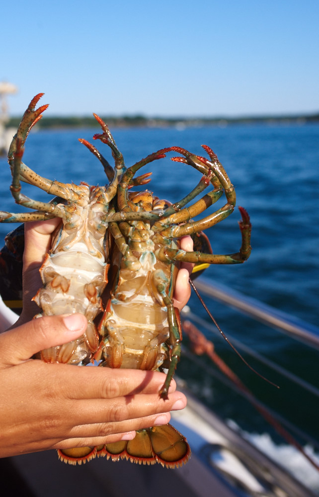 Licking the Plate: Maine New Shell Lobster Tour