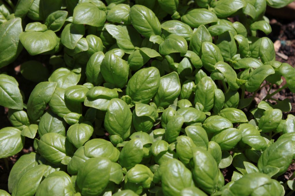 Towerwater Aan De Breede: An abundance of Basil