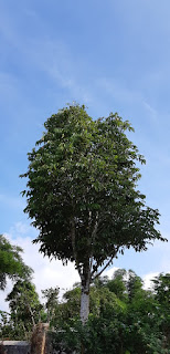 OUR PHILIPPINE TREES