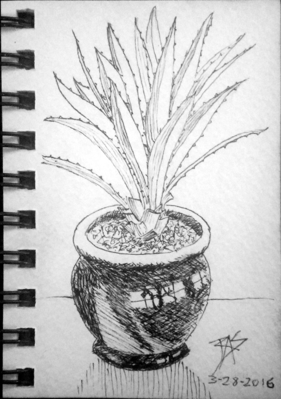 Rob's Daily Painting: Pen Drawing, Waiting Room Plant with Shiny Black Pot