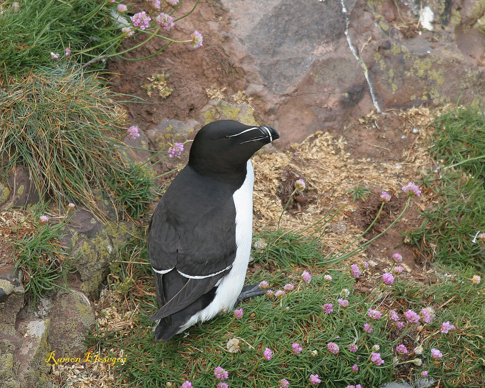 HEGAZTIKLIK: ALCA COMUN (Alca torda)
