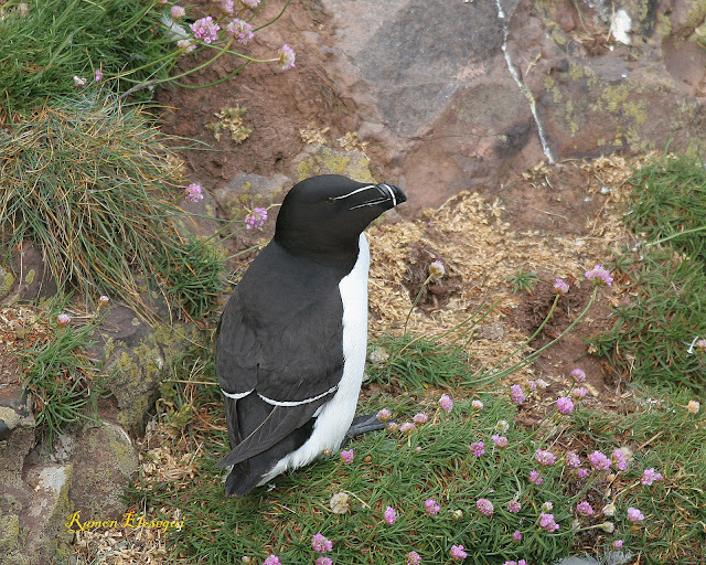 HEGAZTIKLIK: ALCA COMUN (Alca torda)