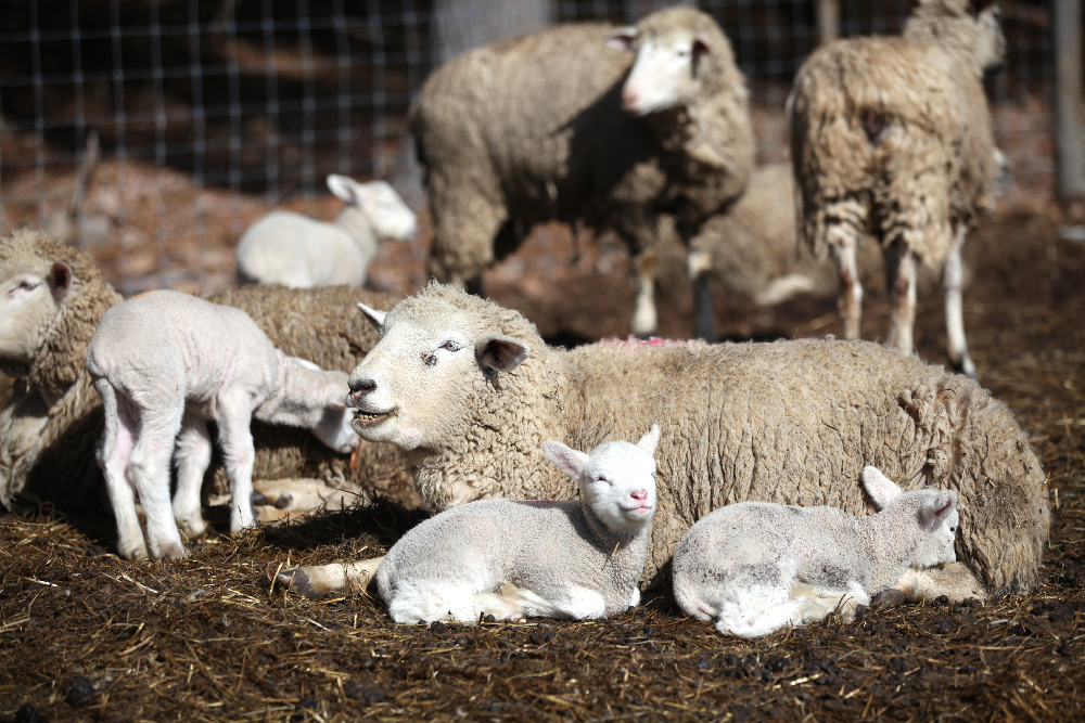 Getting Stitched on the Farm: More Cute Lamb Pics