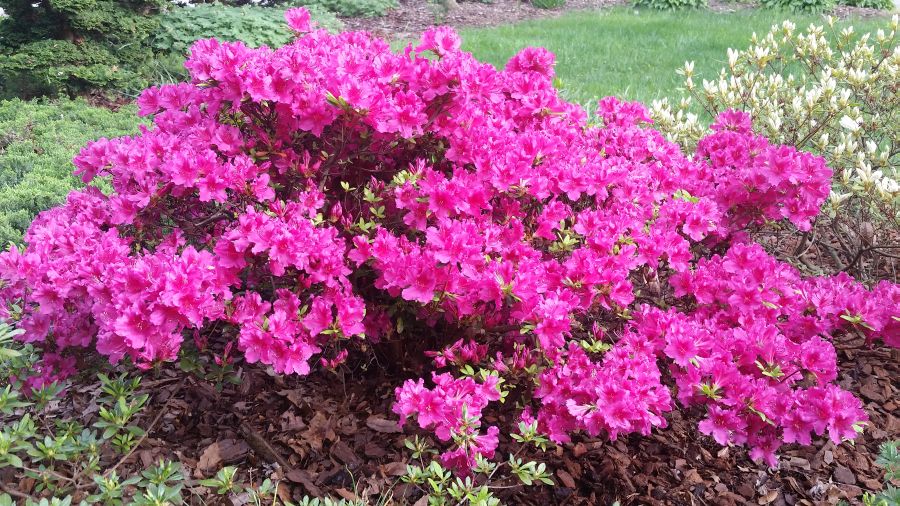 Future Plants by Randy Stewart: Azaleas -Evergreen Hybrids