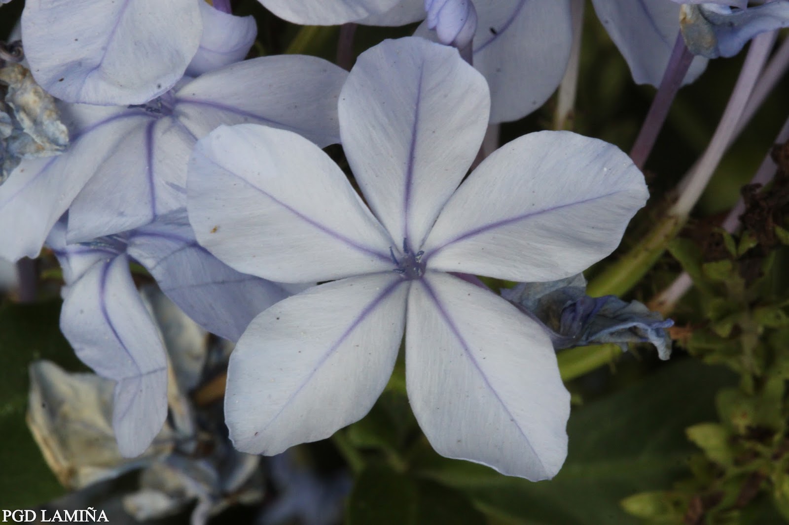 PLUMBAGO AURICULATA. celestina o jazmín azul.