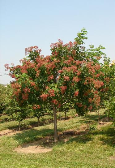 TETRADIUM DANIELLI - Árvore da Abelha