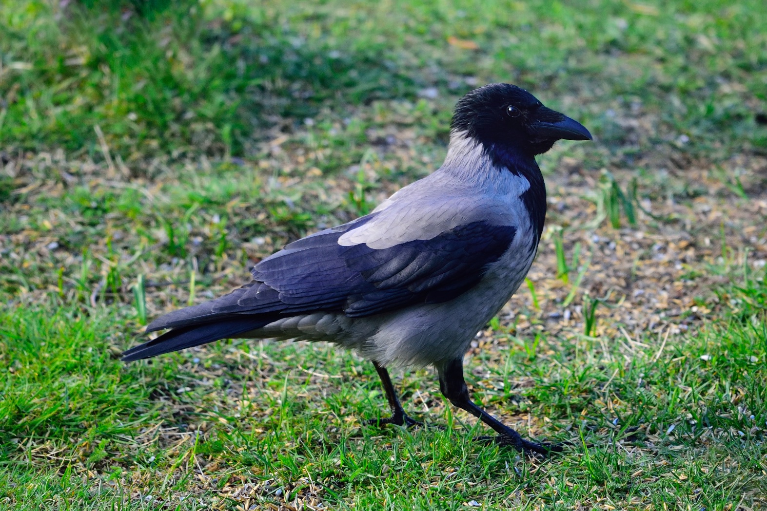 Knuts fugleblogg: Kråke (Corvus cornix)