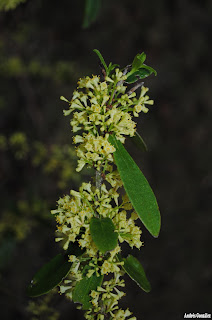 FOTOS DE FLORA NATIVA Y ADVENTICIAS DE URUGUAY : Daphnopsis racemosa ...
