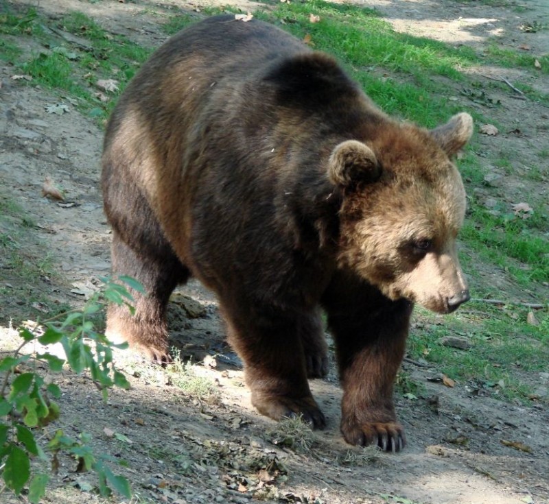 euKUCHYNĚ: MEDVĚDÍ PEČENĚ. Recept a postup přípravy menu...