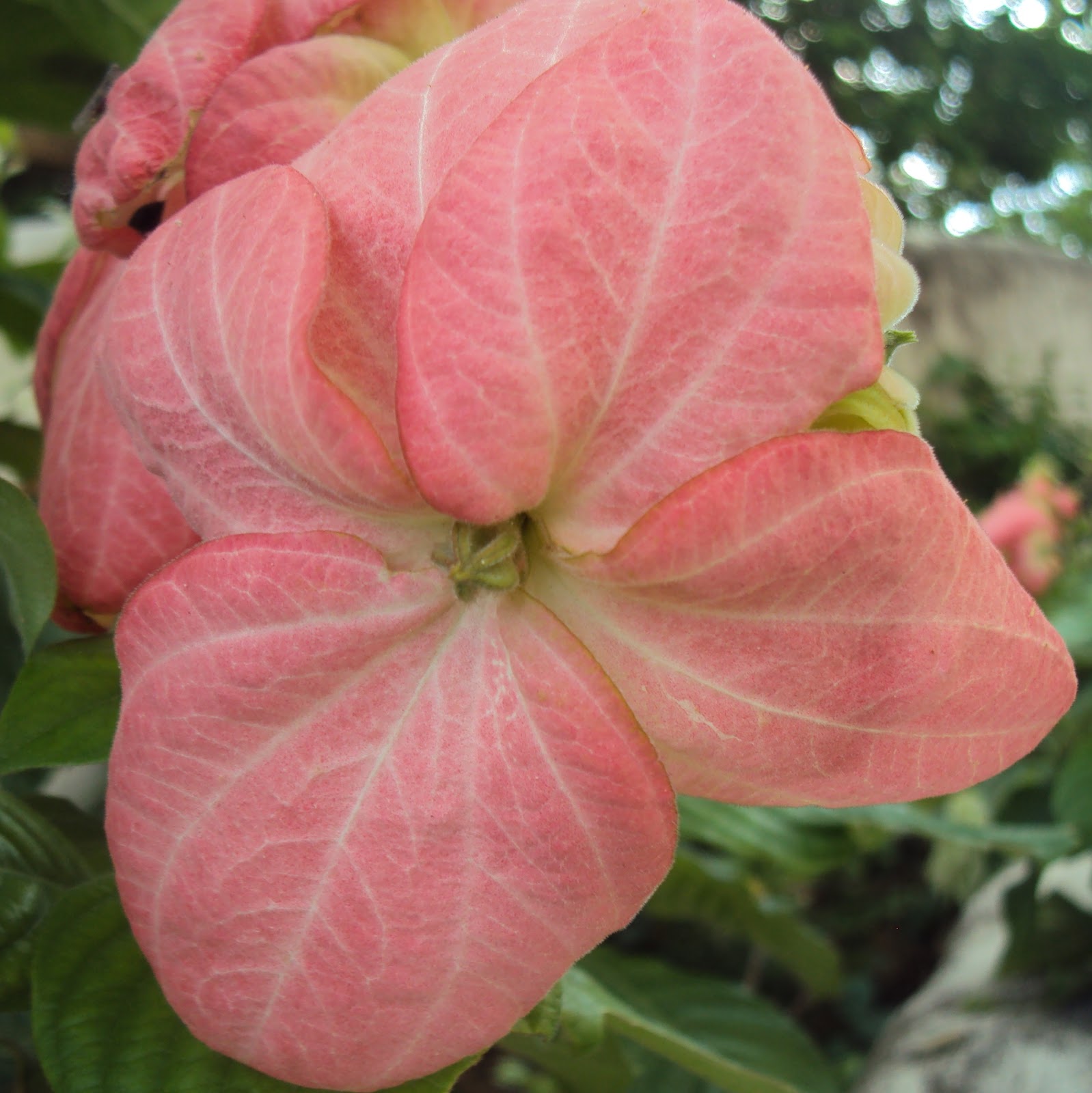 Arquitectura Sol y Arena