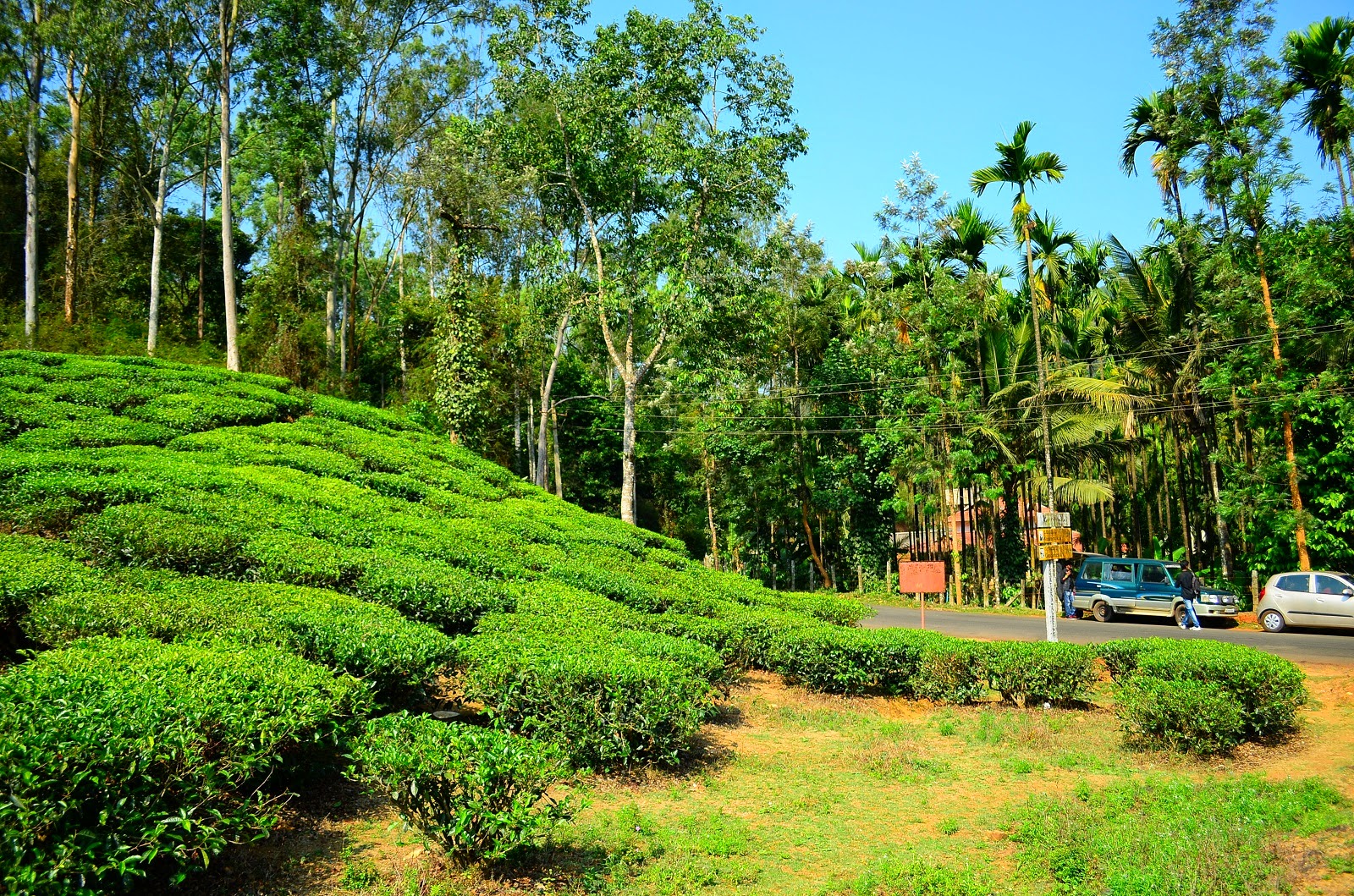 Sharath Hassan A Travelling Photographer: Samse Tea Estate near ...