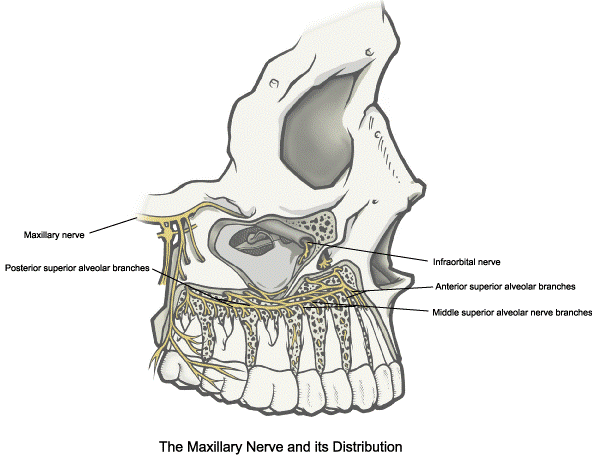 Nervus alveolaris superior posterior || Med-koM