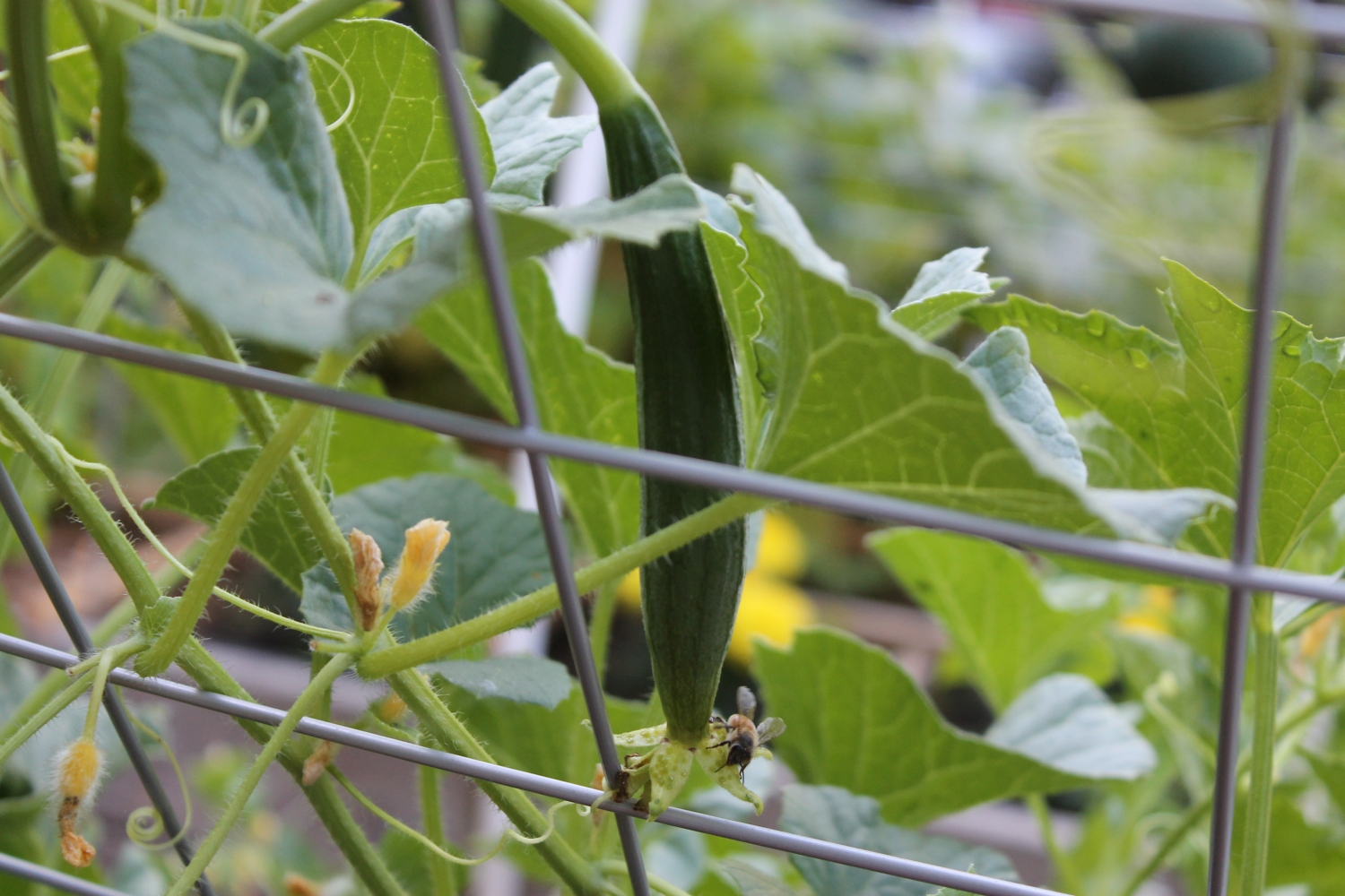 Liisa's Garden Journey: Growing Luffa ~ Loofah ~ Lufah