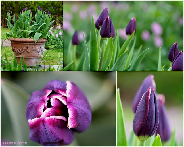 Fra frø til blomst: Tulipaner