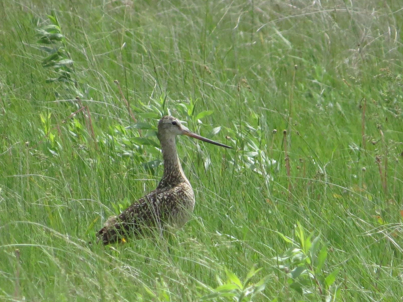 Birding Is Fun!: Birds of the Prairie - A Photo Essay