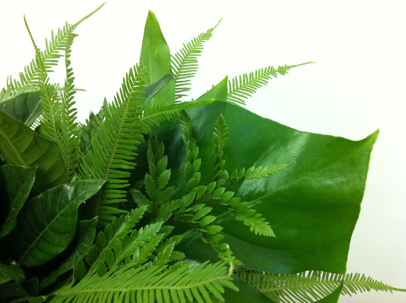 blade new york: Fresh and Green, foliage arrangement