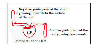 Tatiksha's Biology Blog :): 2.80 Geotropism
