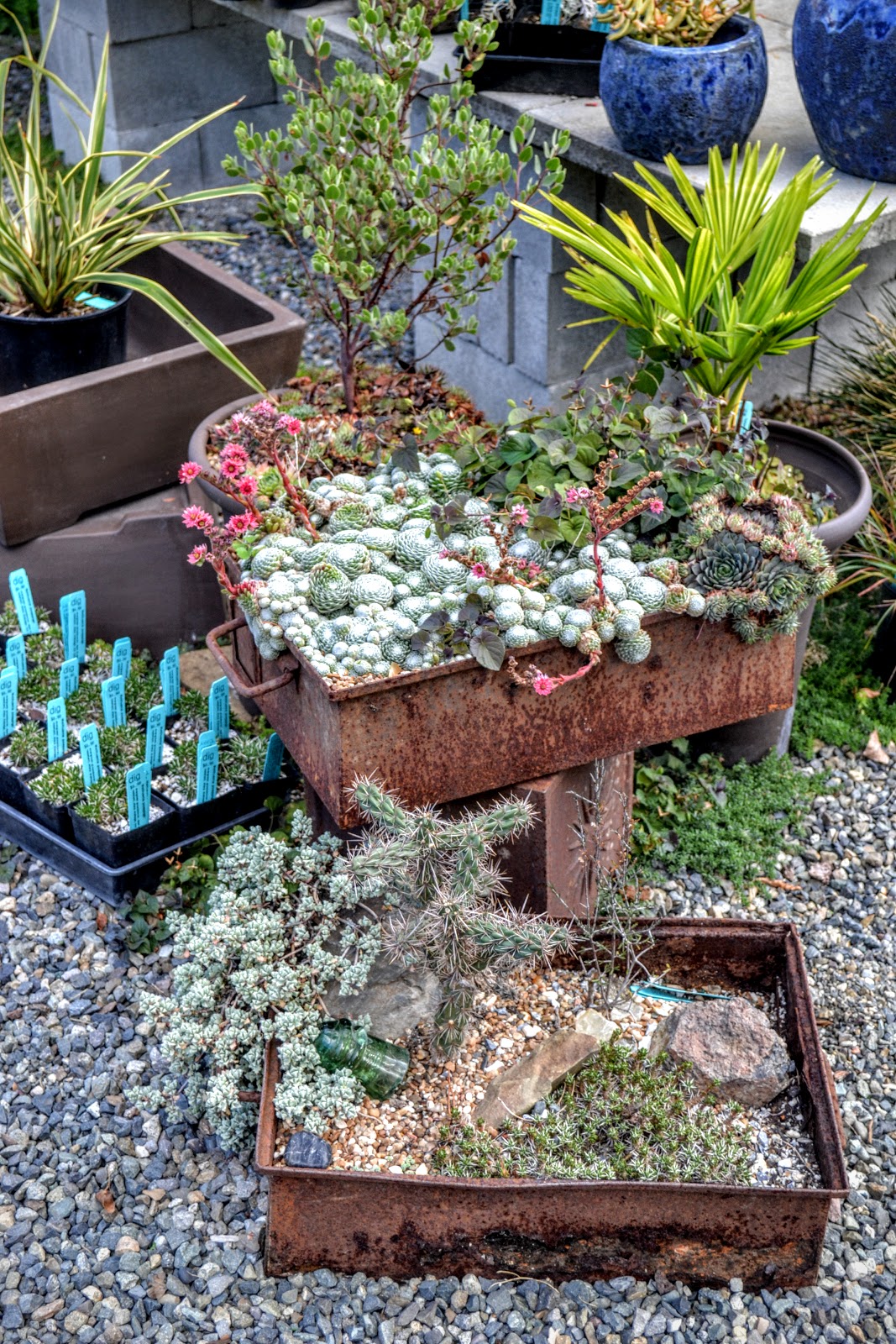 The Outlaw Gardener: At DIG Floral and Garden, Change is in the Air.