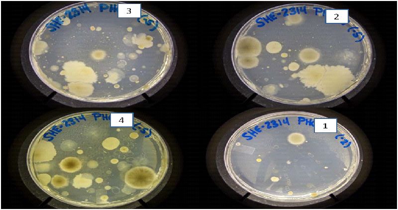 BIOLOGI I: LAPORAN PRAKTIKUM MIKROBIOLOGI UMUM TEKNIK ISOLASI DAN ...
