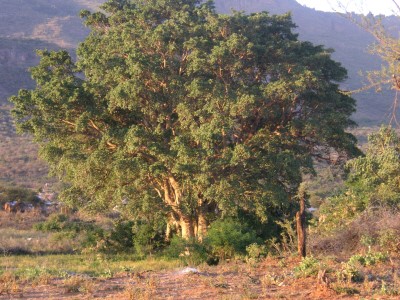 The Somali Dir Clan's History: Codka Beesha Direed: History of The Dir ...