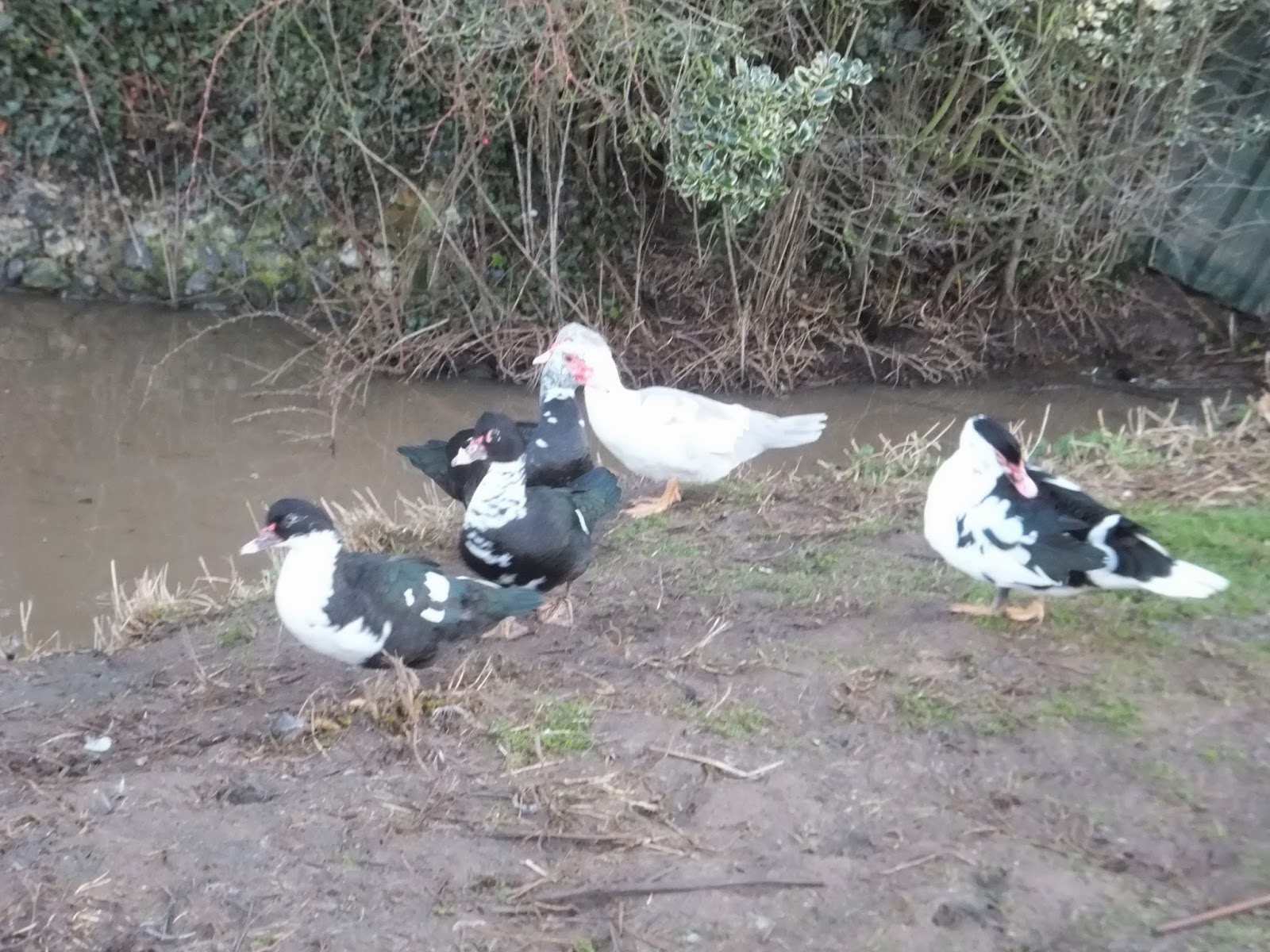 Bure Valley Farm