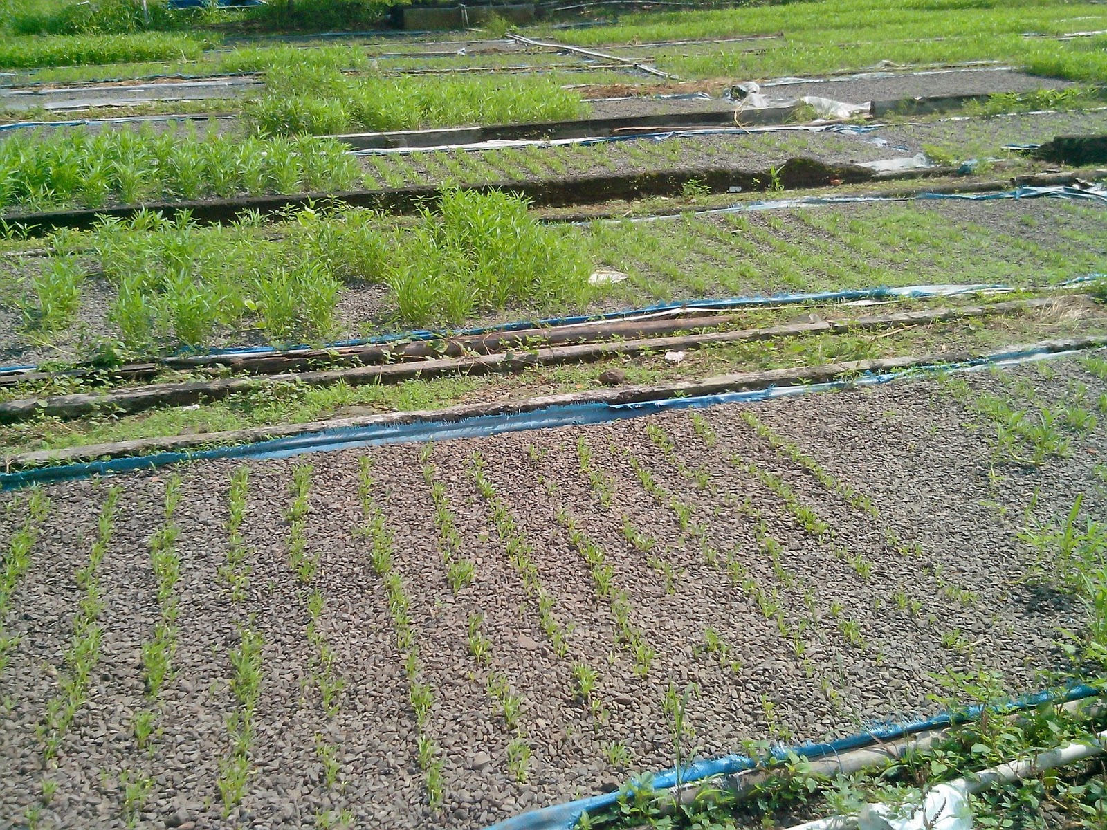 Writing is healing!: Berkunjung ke Parung Farm