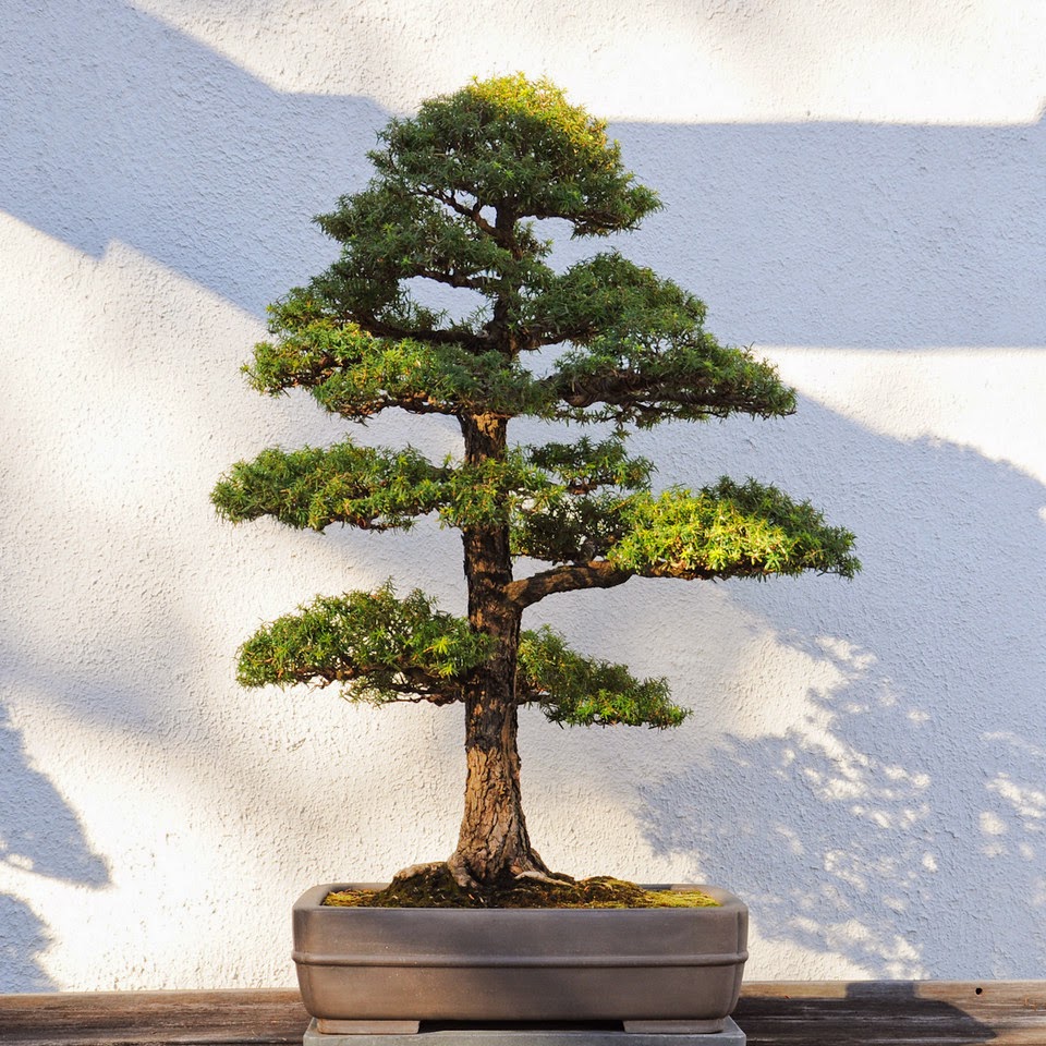 Asociacion Valenciana de Bonsai: National Bonsai & Penjing Museum ...