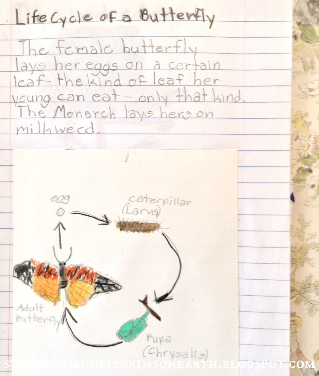 Strangers & Pilgrims on Earth: Sample of Our Nature Study Notebook ...