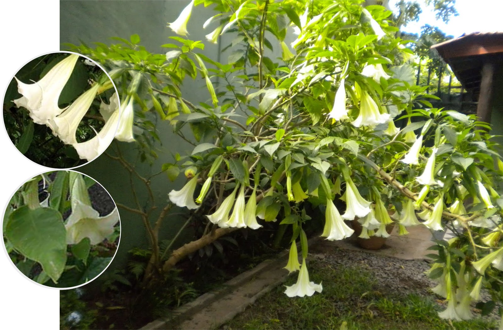 borrachero | [組圖+影片] 的最新詳盡資料** (必看!!) - www.go2tutor.com