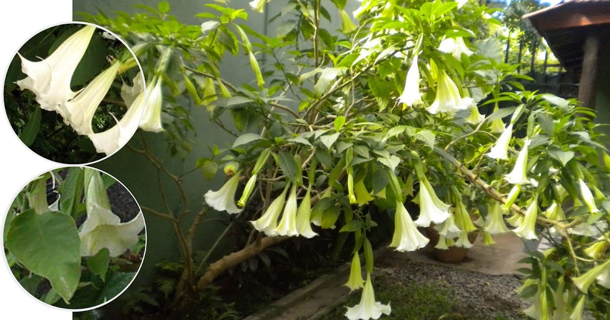 v e r d e c h a c o: Floripondio