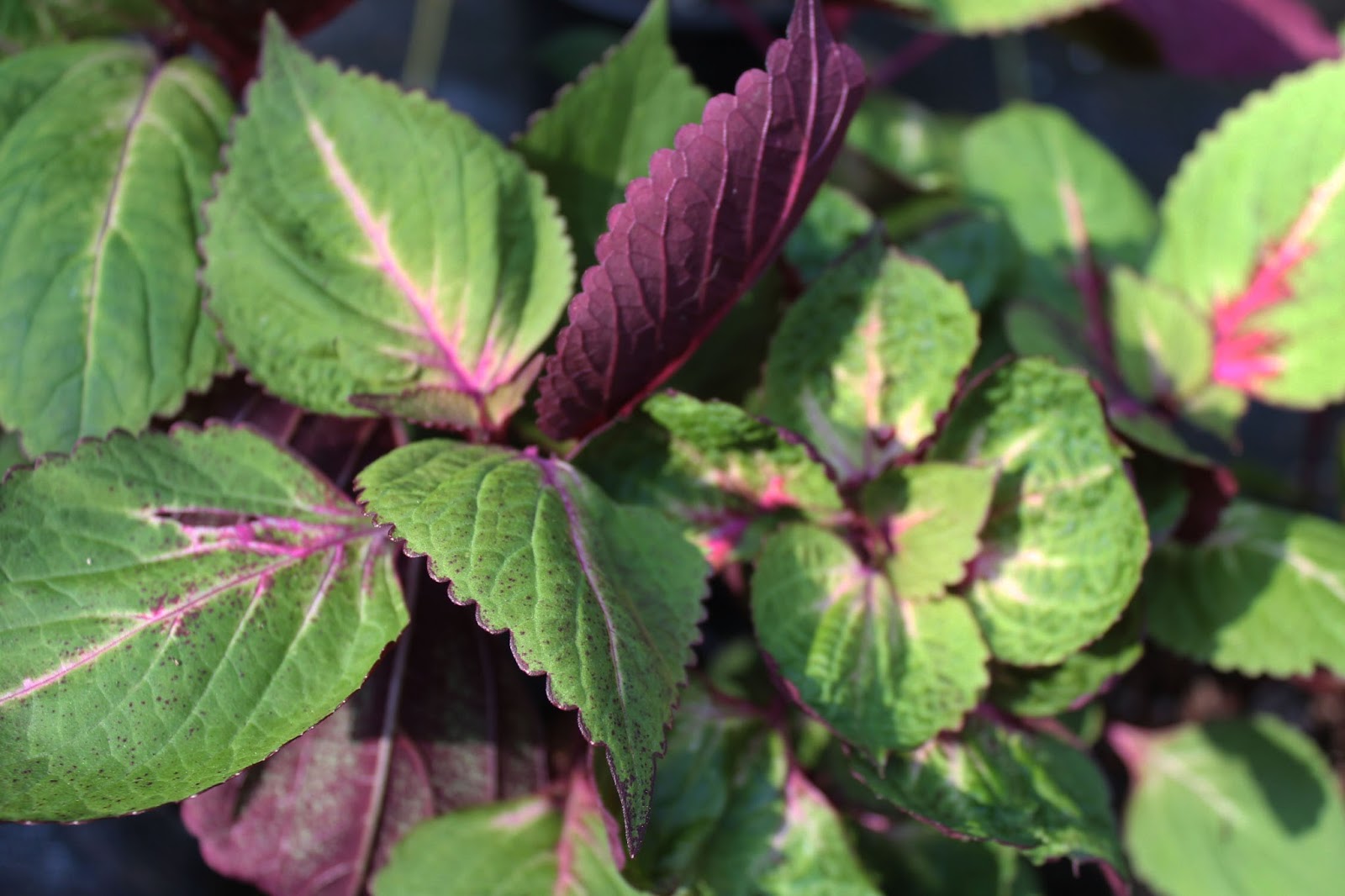 My Gardening Notes: Growing and Propagating Coleus