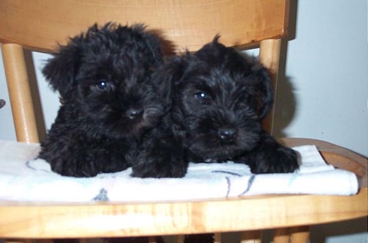 Diamond Kennel: pure black silver mini schnauzer with cert