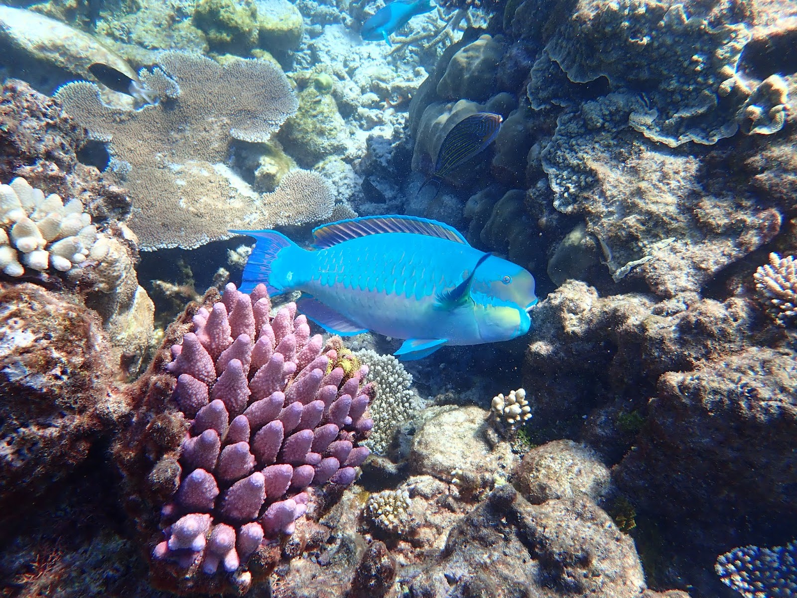 Australia- Great Barrier Reef- Flynn Reef