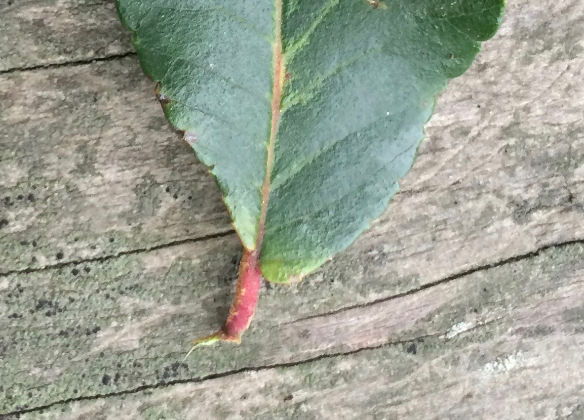 Plant Terminology : Leaf Bases