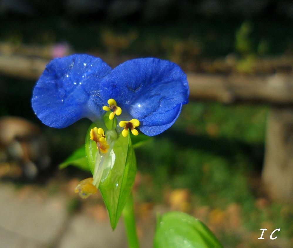 Descopera Targovistea cu mine: Floare albastra - Commelina communis