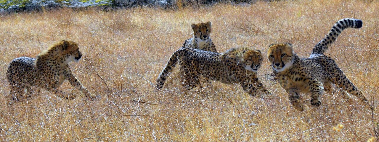 ANIMALIÑOS: LOS GRANDES FELINOS