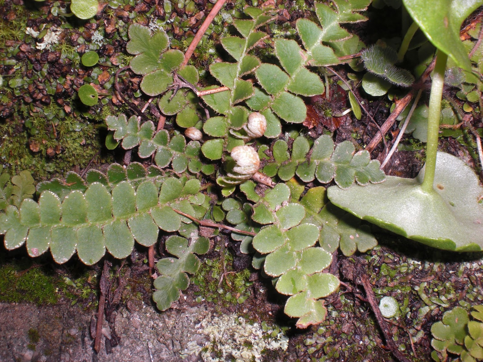 Perfumes y luces de Extremadura: Ceterach officinarum, Asplenium ...