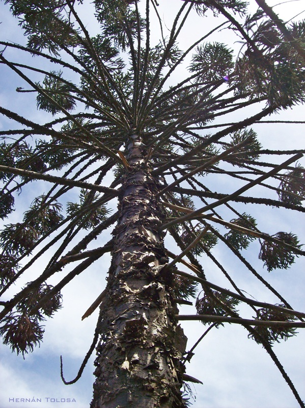 Flora Bonaerense: Pino Paraná (Araucaria angustifolia)