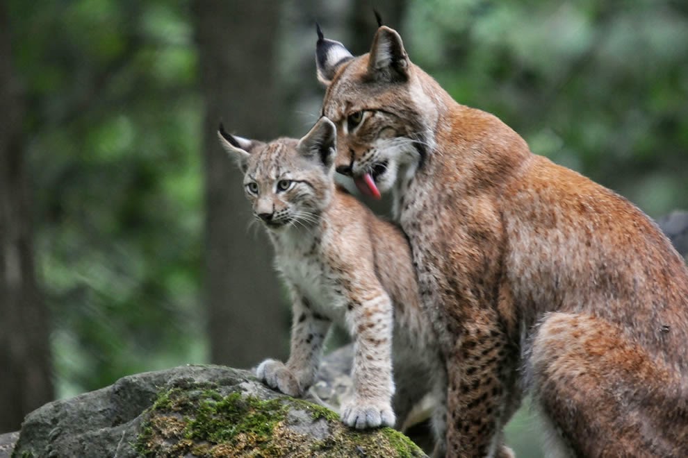 White Wolf : 17 Beautiful Photos of Animal Moms With Their Babies