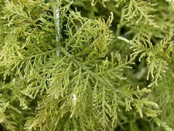 Variety of Life: Thuidiaceae