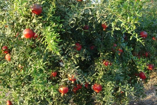 Το κλάδεμα της Ροδιάς - Agro-Help.gr