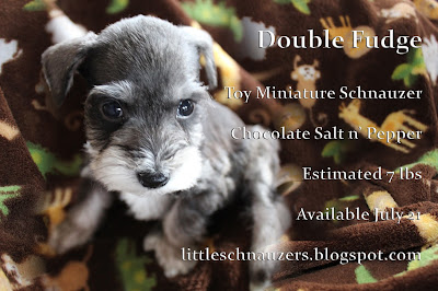 Schnauzer Paradise: Gallery