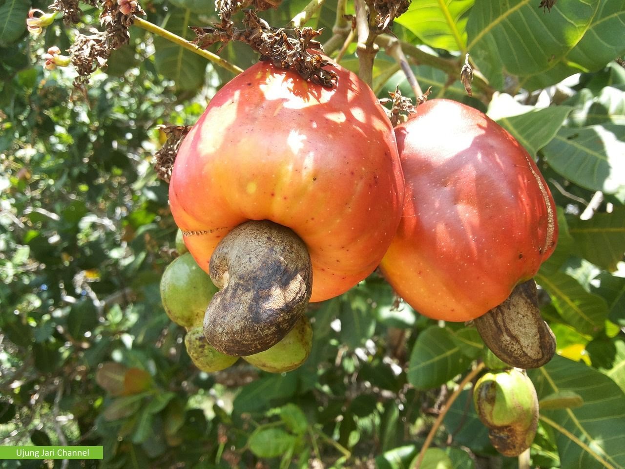 Gambar Buah Jambu Mede - Gambar Buah